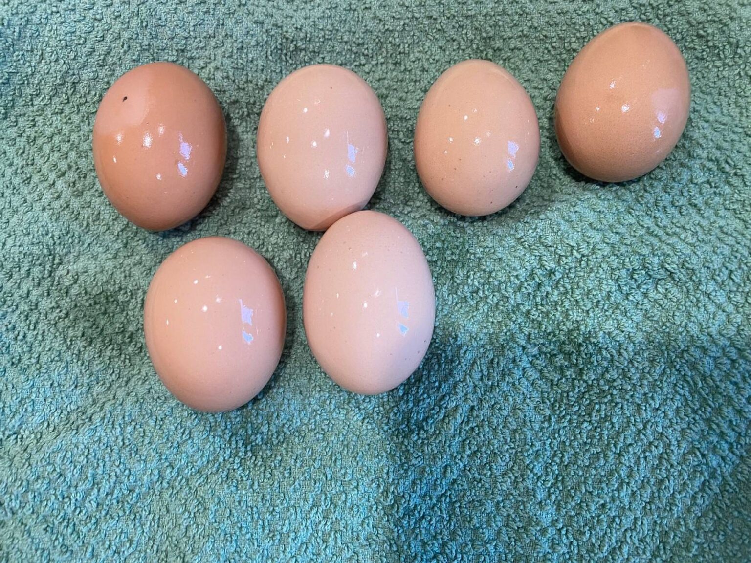 Wondering How to Wash Fresh Eggs? It's Safer Not To! - Backyard Poultry